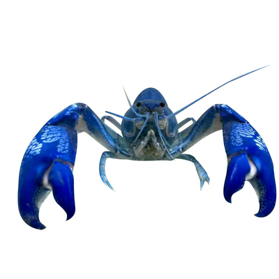 火山破坏者人工天空蓝魔鳌虾
