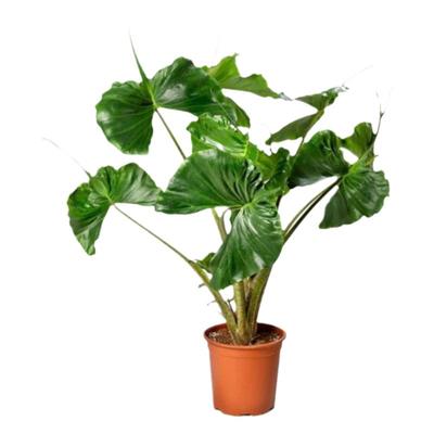 黄貂鱼海芋 荷兰进口Alocasia Stingray网红绿植室内盆栽斑马剑叶