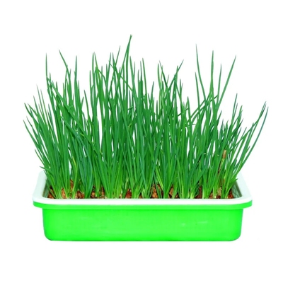 四季小香葱头可吃可种反复收割