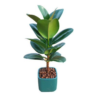 绿色黑金刚橡皮树大叶净化粉尘