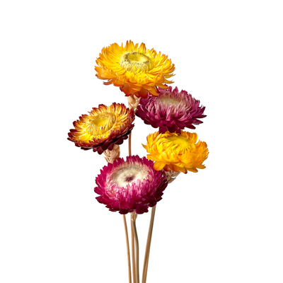 小雏菊云南永生花干花装饰