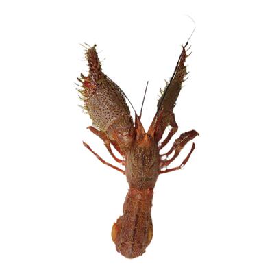 大连海鲜特产现捕现发毛虾