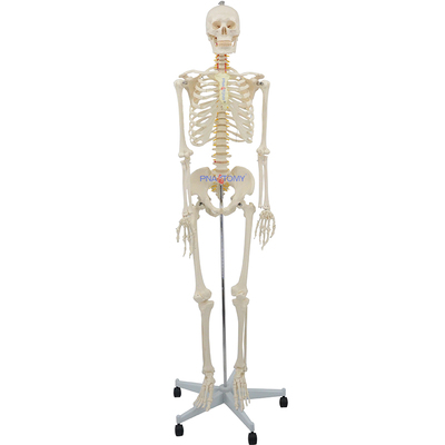 全身人体175cm脊柱瑜伽骨骼模型