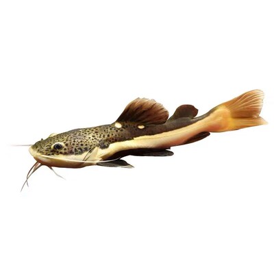 鲶鱼虎纹鸭嘴观赏鱼底层鱼