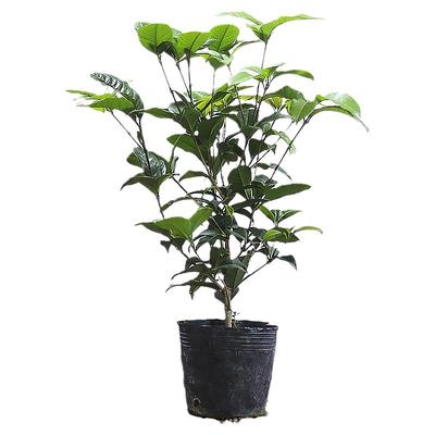 品质四季桂花盛开美丽与香气并存