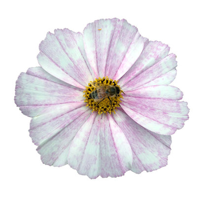 波斯菊凡尔赛浅玫瑰种子