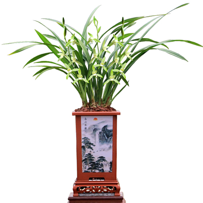 四季建兰大凤素花带花苞浓香好养