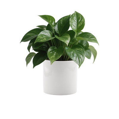 绿萝室内桌面盆栽净化空气好养