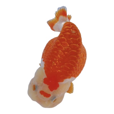 精品兰寿赛级金鱼波妞小金鱼活鱼