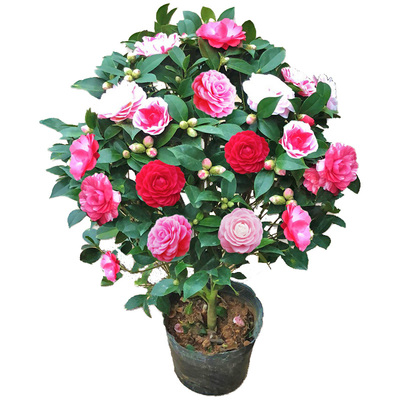 茶花盆栽树苗香妃烈香粉浓郁绿植