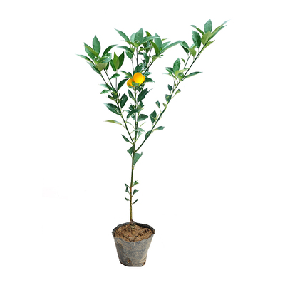 广西第三四代蜜甜脆甜金桔柑橘子树四季结嫁接水果苗南北方种植