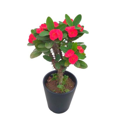 大叶大花虎刺梅盆栽老桩铁海棠