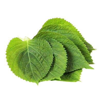 新鲜苏子叶紫苏叶大苏子叶烤肉