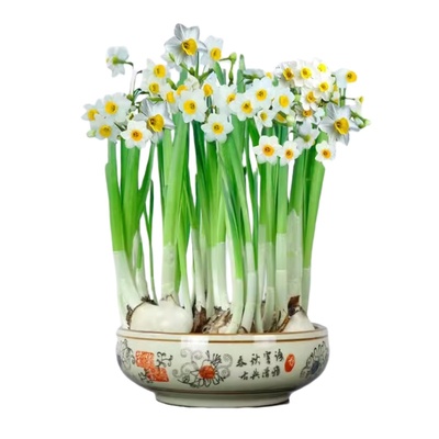 水仙花种球特大球水培盆栽植物室内四季水养花卉洋水仙秋冬季开花