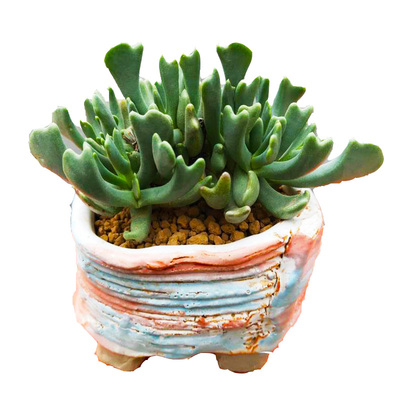 多肉番杏科组合美观快刀乱麻趣味