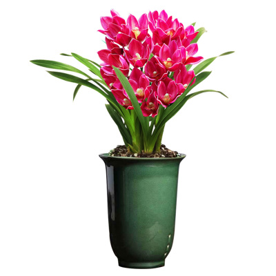 兰花苗建兰四季兰千禧富贵