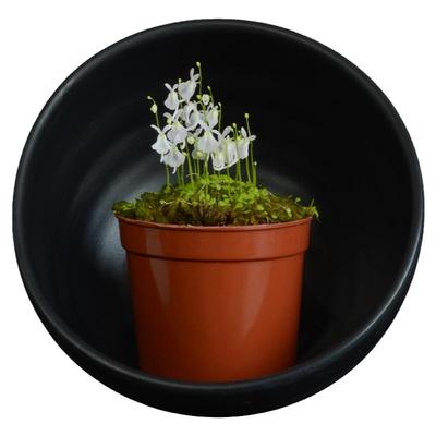 食虫植物小白兔可爱苔藓缸鱼缸