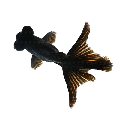 金鱼活体观赏鱼活体小金鱼冷水鱼黑龙睛红龙睛金鱼苗小中大型金鱼