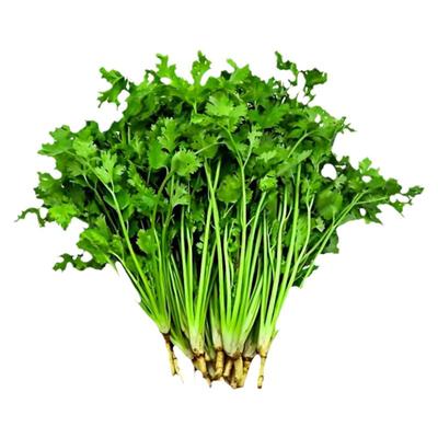 春秋香菜种子大全农家老品种