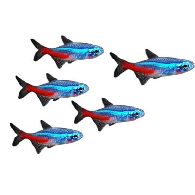 灯科鱼热带鱼红绿灯鱼群游宝莲灯