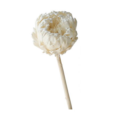 白色进口帝王花永生花真花束干花