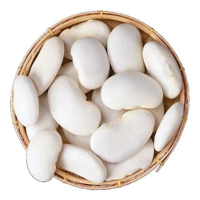 云南白芸豆腰豆大颗粒干货杂粮新货大芸豆大豆大白豆