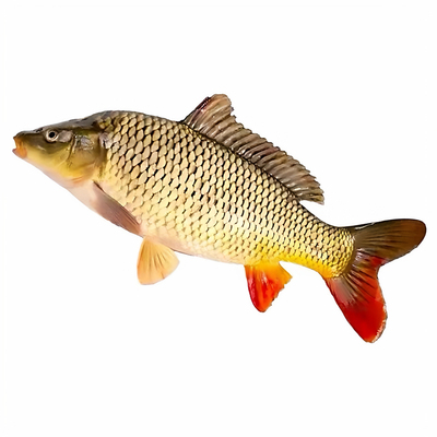 鲤鱼苗淡水养殖建鲤鱼苗稻花鲤鱼