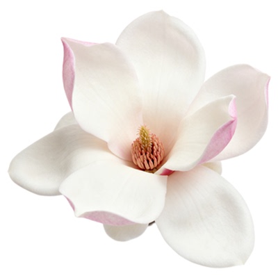 玉兰花辛夷花树苗中药材庭院盆栽