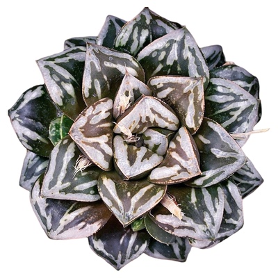 虎克船长 玉露十二卷 龙哥多肉植物绿植盆栽 一物一拍