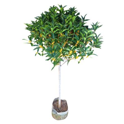 原生树苗四季桂庭院大型花卉