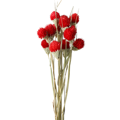 千日红干花真花花束家居装饰