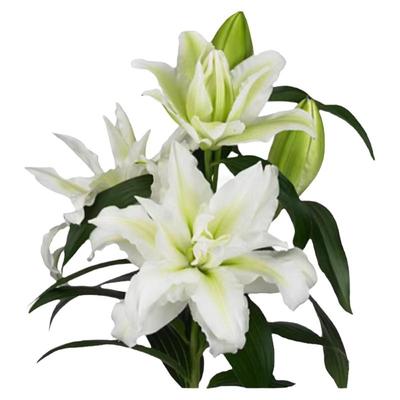 进口重瓣香水百合种球包开花对版