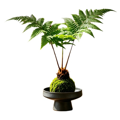红磷蕨盆栽苔藓球一叶蕨水培植物