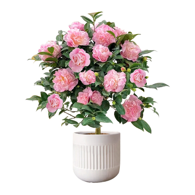 香妃茶花【带花发货】带盆栽好