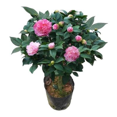 香妃山茶花盆栽带苞五色赤