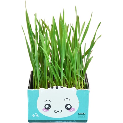 室内小盆栽绿植物种子迷你桌面