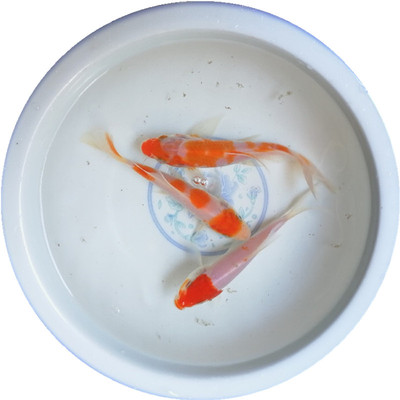 三色小锦鲤观赏鱼苗红白混色多色