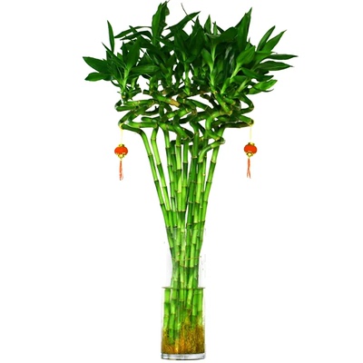 带根转运竹水养富贵竹节节高