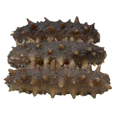 高品质大连鲜海参Q弹鲜美