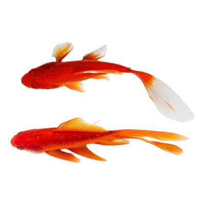 草金鱼活鱼观赏鱼锦鲤鱼苗淡水鱼冷水鱼小型耐活活体小金鱼红草金