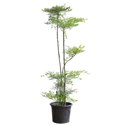 大型南天竹日式盆栽绿植乔迁新居