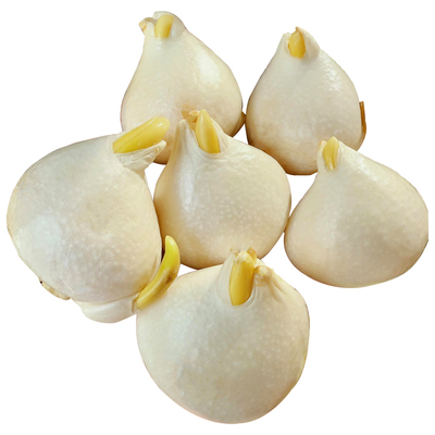 【批发专属】郁金香进口特大种球