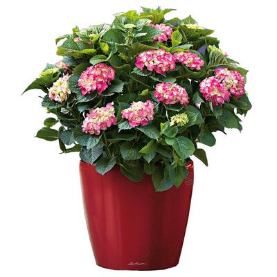 大口径树脂欧式进口花盆