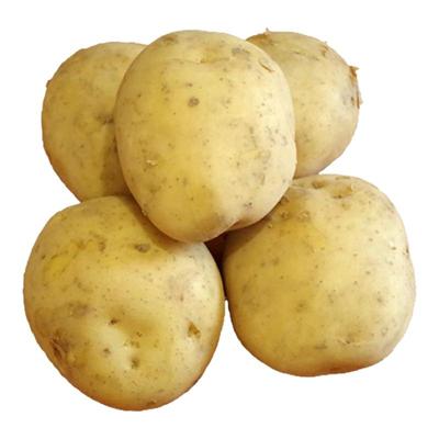 粉糯新大坪高山旱地现挖沙面土豆