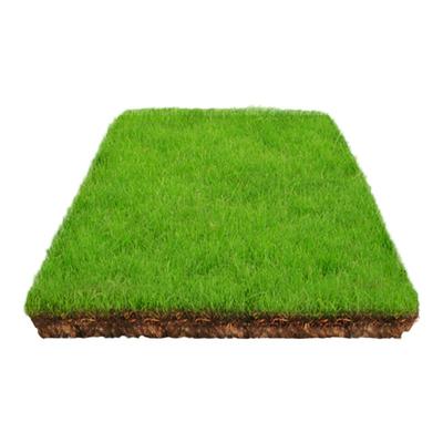 冬牧70黑麦草种子再生能力强