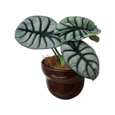 白犀牛海芋北欧室内客厅绿植盆栽