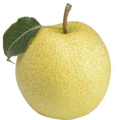 今年新果砀山酥梨水分足松脆