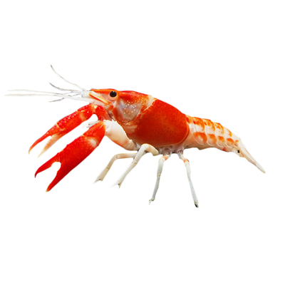 人工天空蓝魔火山三色观赏鳌虾