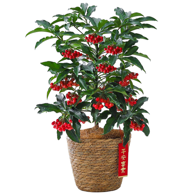 富贵籽盆栽好养带果净化空气