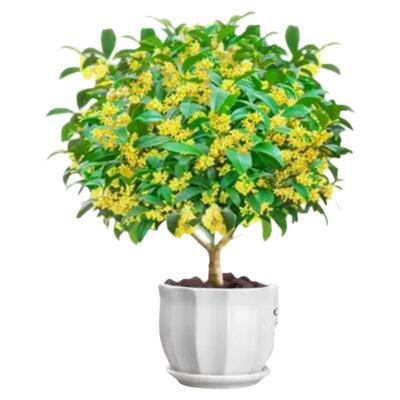 四季桂花老桩盆栽浓香易养护